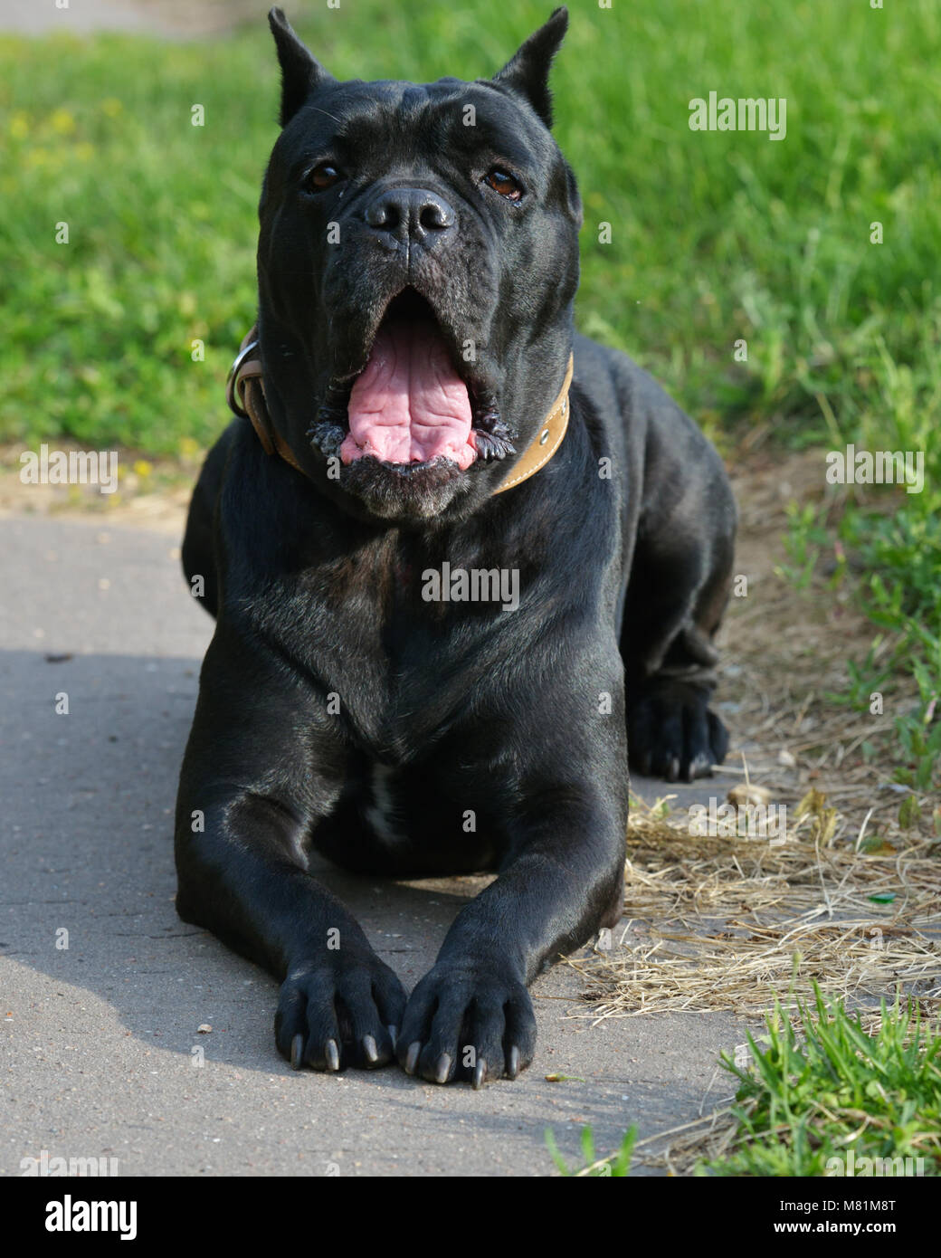 Cane corso hi-res stock photography and images - Alamy