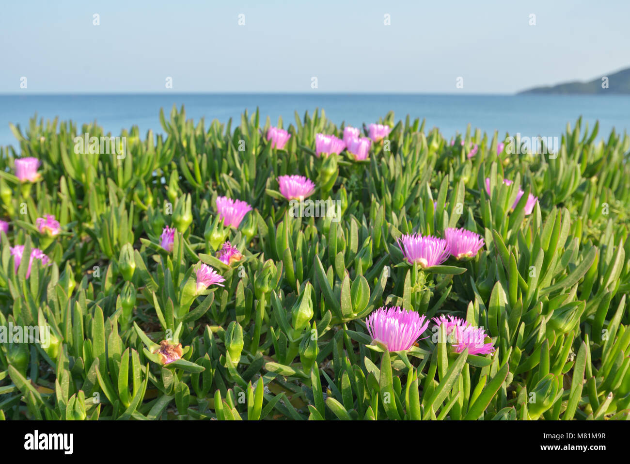 Flowers of Sea Figs against the sea Stock Photo - Alamy