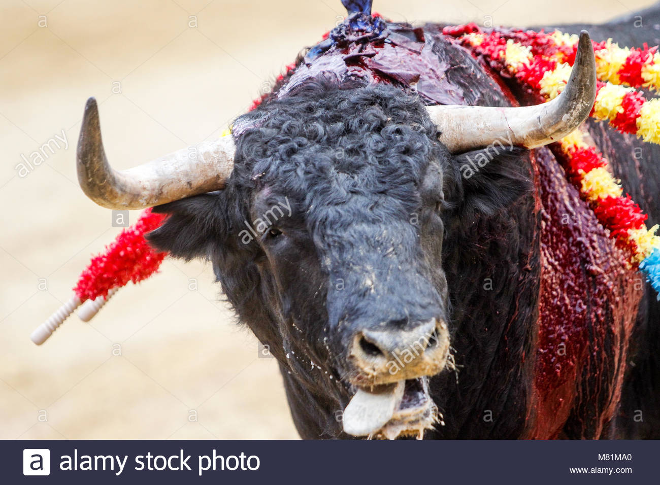 Bull Fight Dead Stock Photos & Bull Fight Dead Stock Images - Alamy