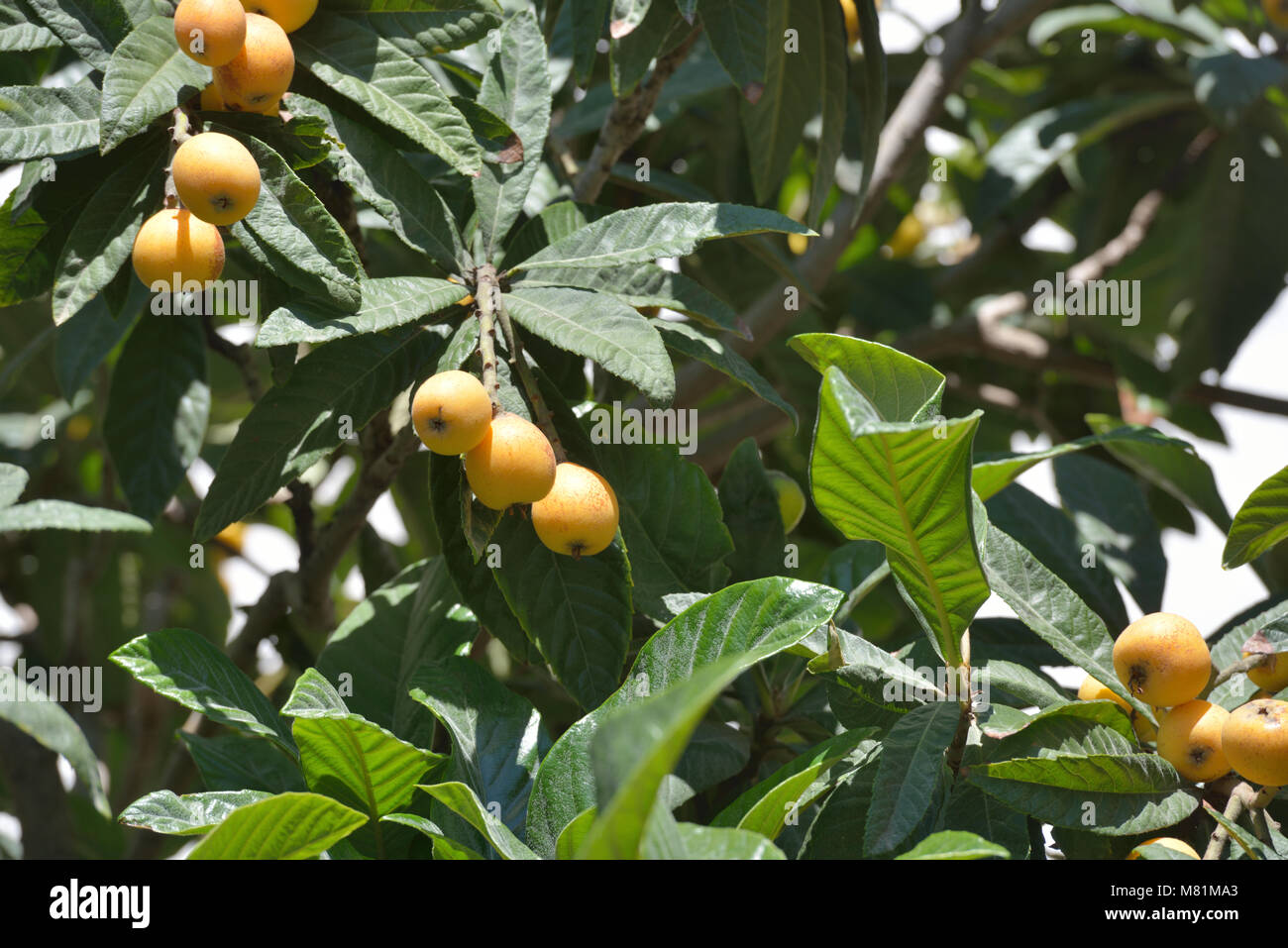 Ripe fruits on the Maltese plum tree Stock Photo - Alamy