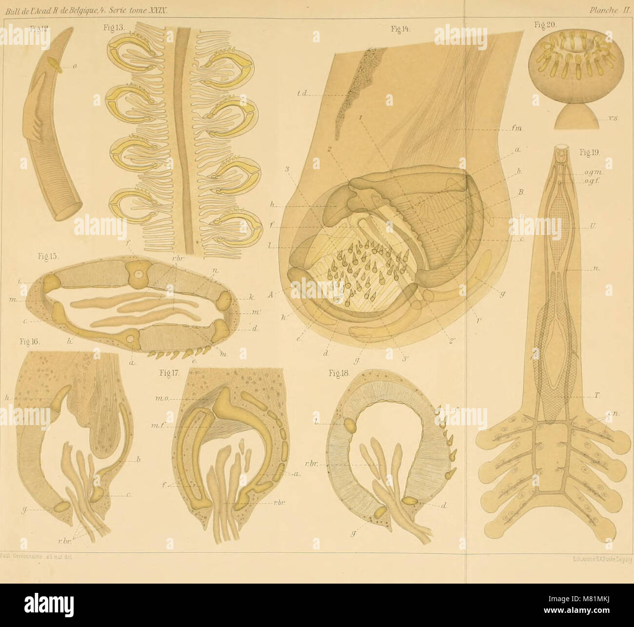 The 1895 Bulletin of the Royal Academy of Sciences, Letters, and Fine ...