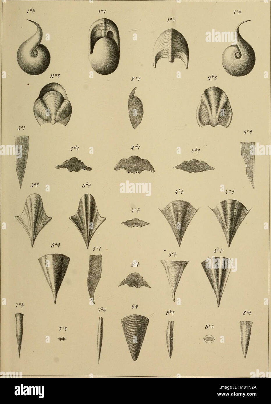 Bullettino (1895) (20322775799 Stock Photo - Alamy