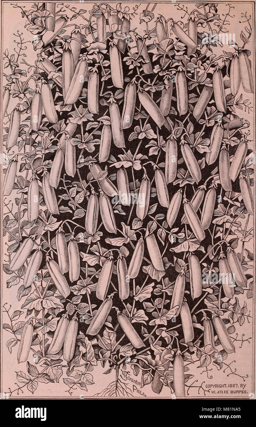 Burpee's farm annual, 1887 - garden, farm, and flower seeds (1889 ...