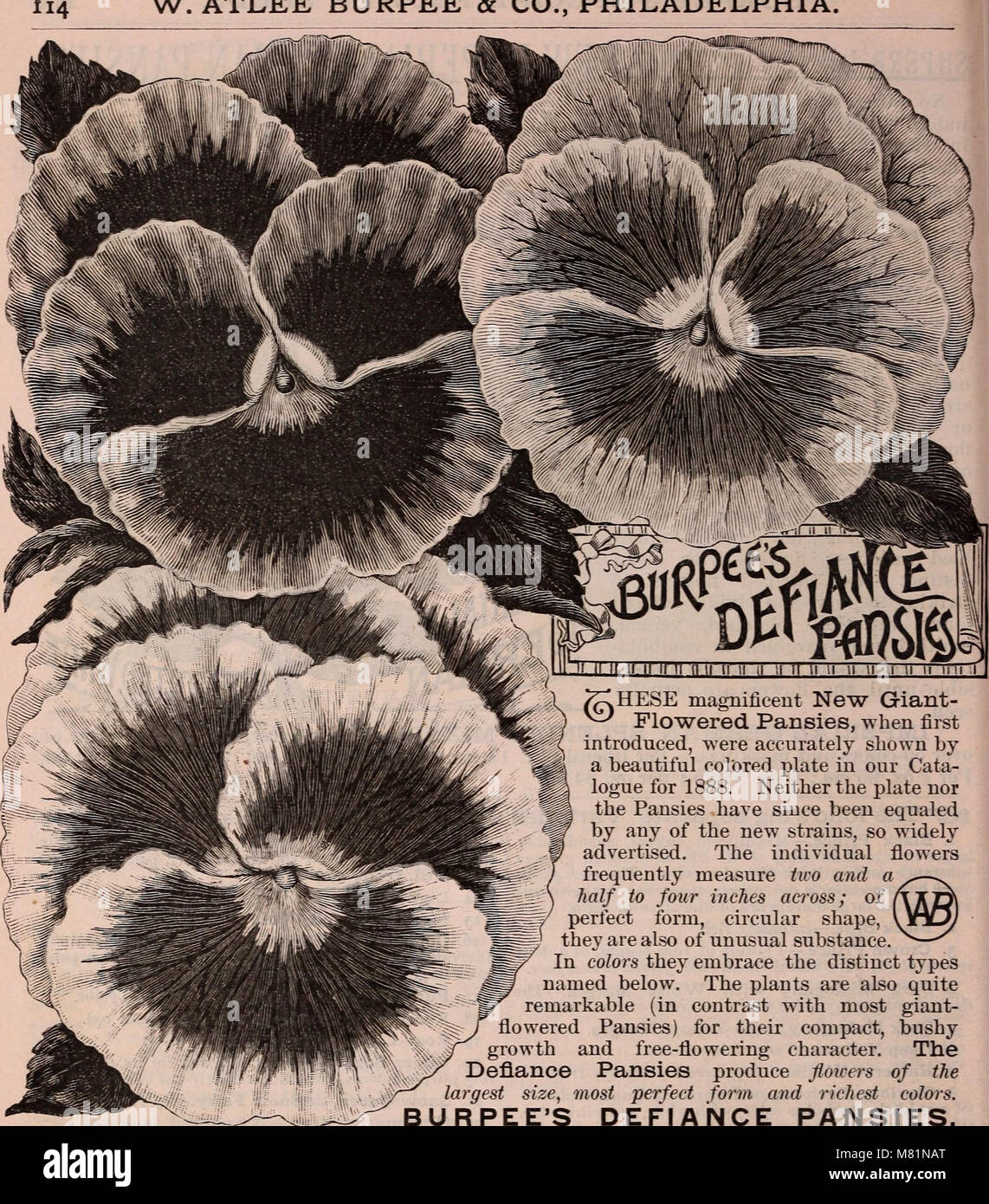 Burpee's farm annual, 1892 (1892) (19890304733 Stock Photo - Alamy