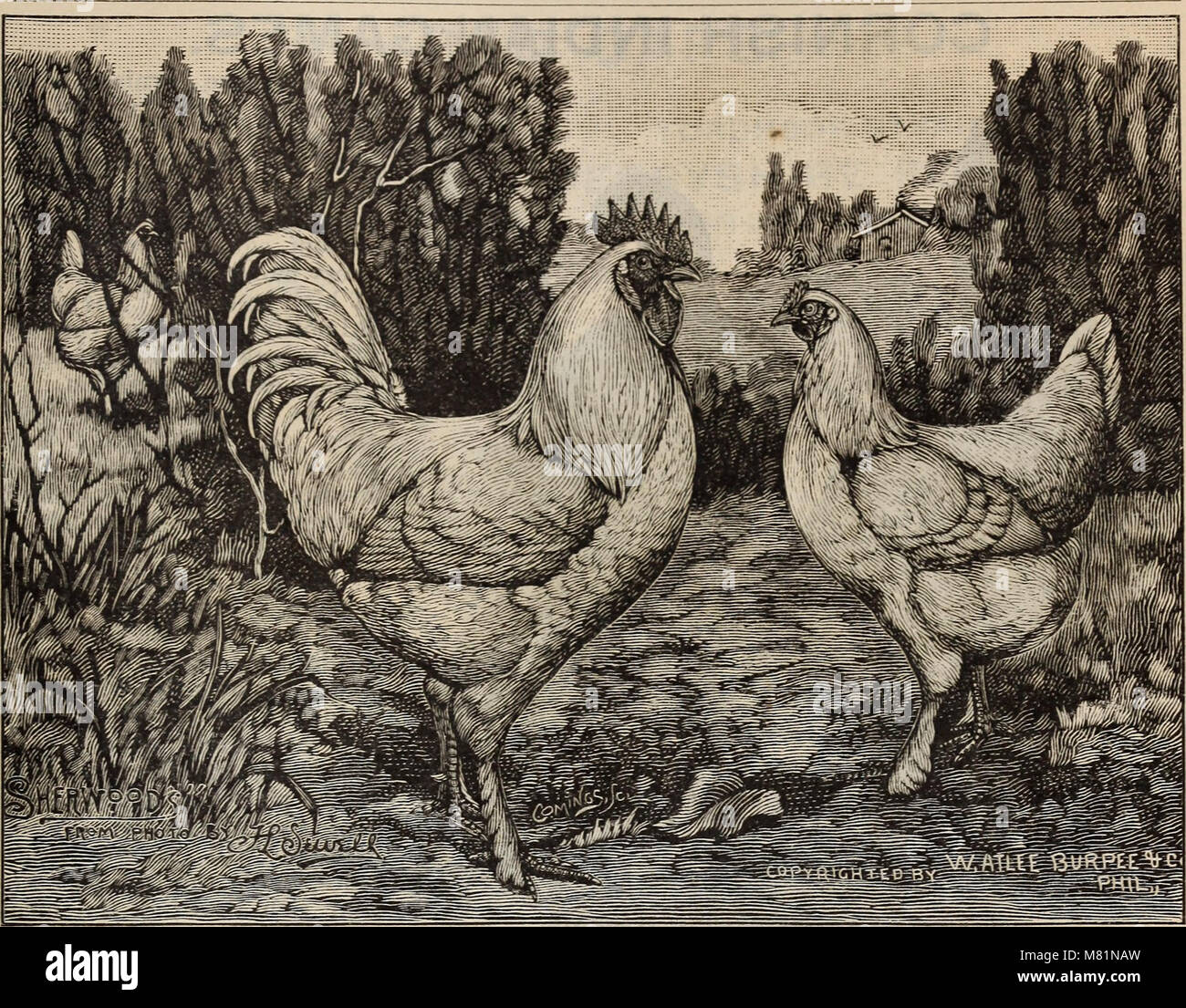 Burpee's Farm Annual (1892) offers agricultural advice, including crop ...