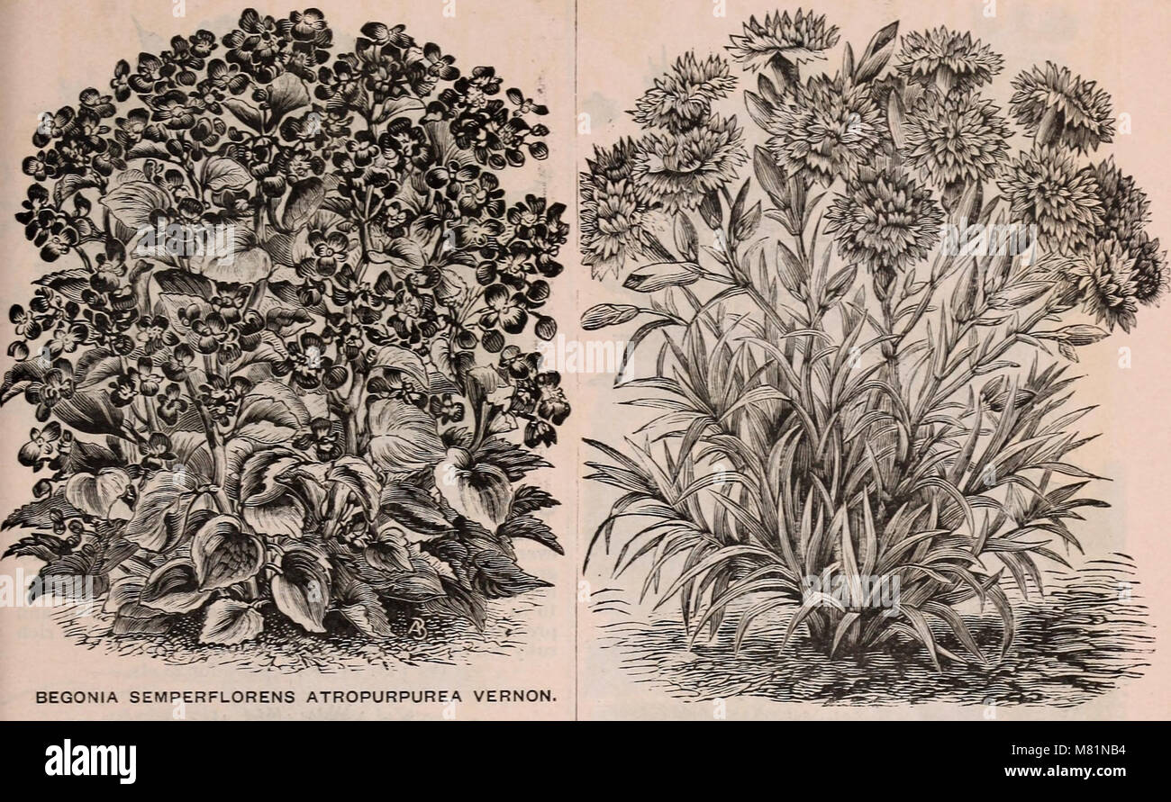 Burpee's farm annual, 1892 (1892) (20323108698 Stock Photo - Alamy