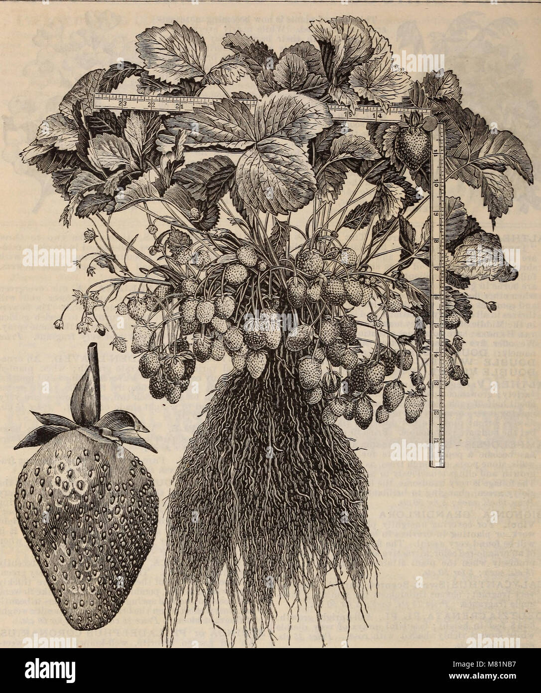 Burpee's Farm Annual (1892) provides agricultural advice, seed catalogs ...
