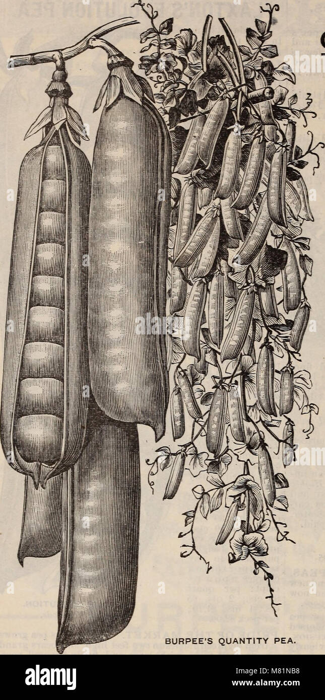 Burpee's farm annual, 1892 (1892) (20324246829 Stock Photo - Alamy