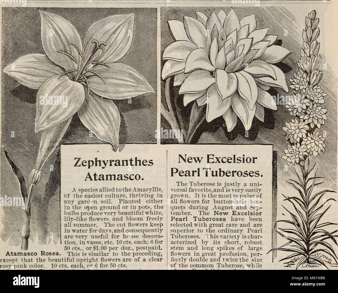 Burpee's farm annual, 1892 (1892) (20324682889 Stock Photo - Alamy