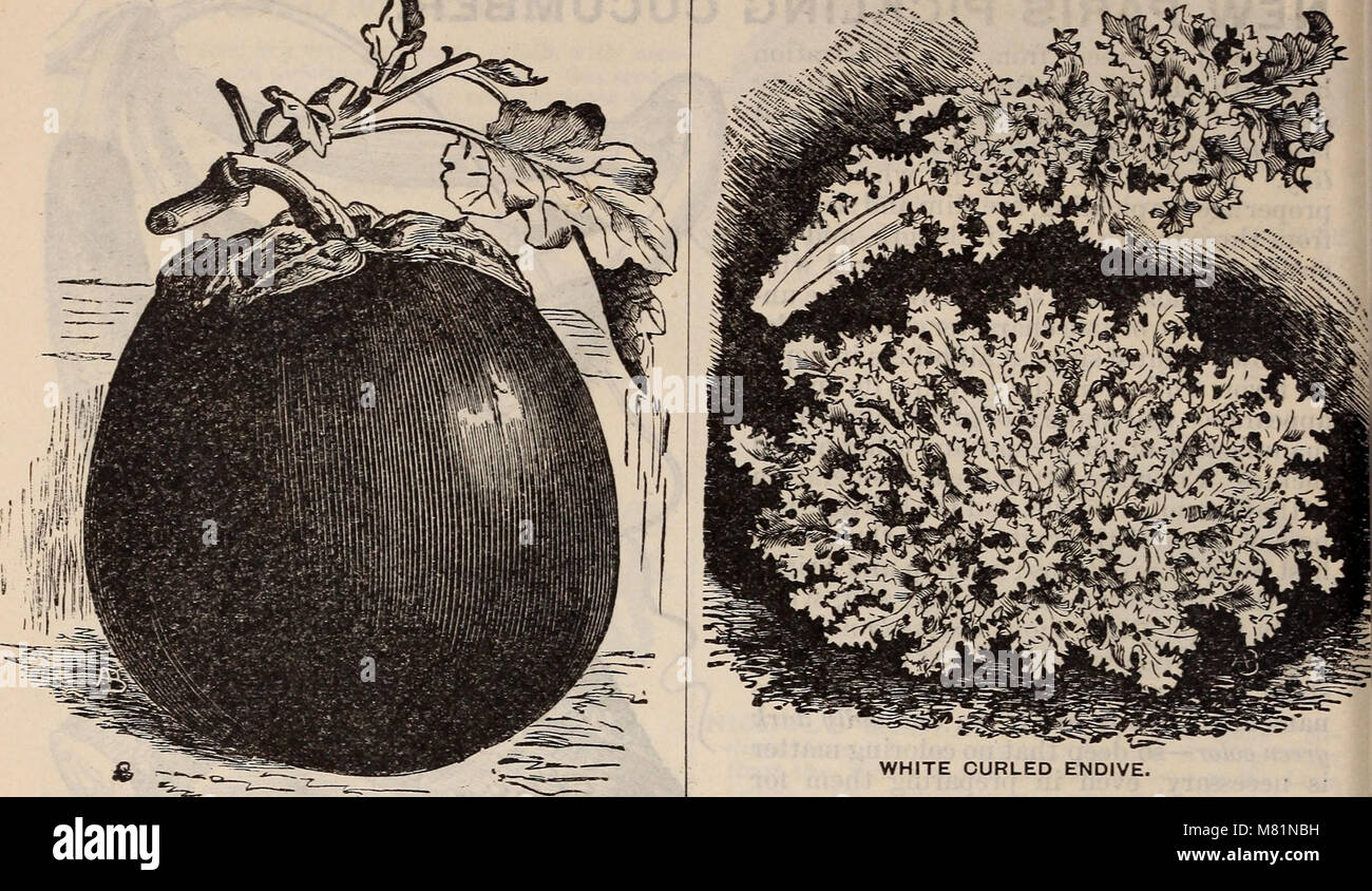 Burpee's farm annual, 1892 (1892) (20501935732 Stock Photo - Alamy