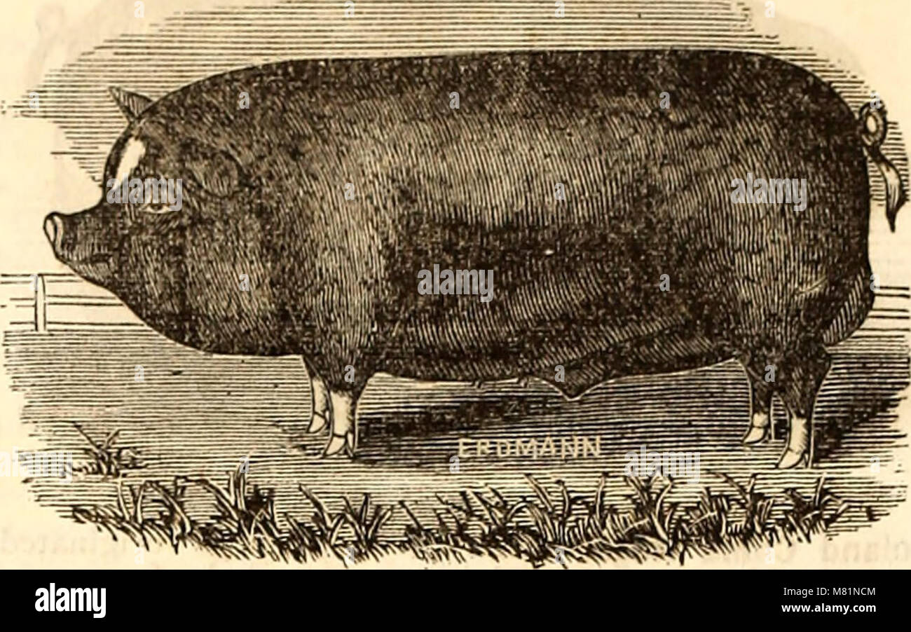 Burpee's farm annual - garden, farm, and flower seeds, blooded stock ...