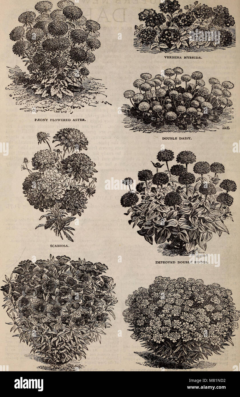 Burpee's farm annual - garden, farm, and flower seeds, thoroughbred ...