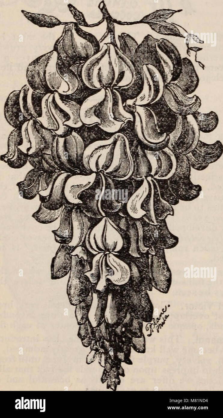 Burpee's farm annual - garden, farm, and flower seeds, thoroughbred ...