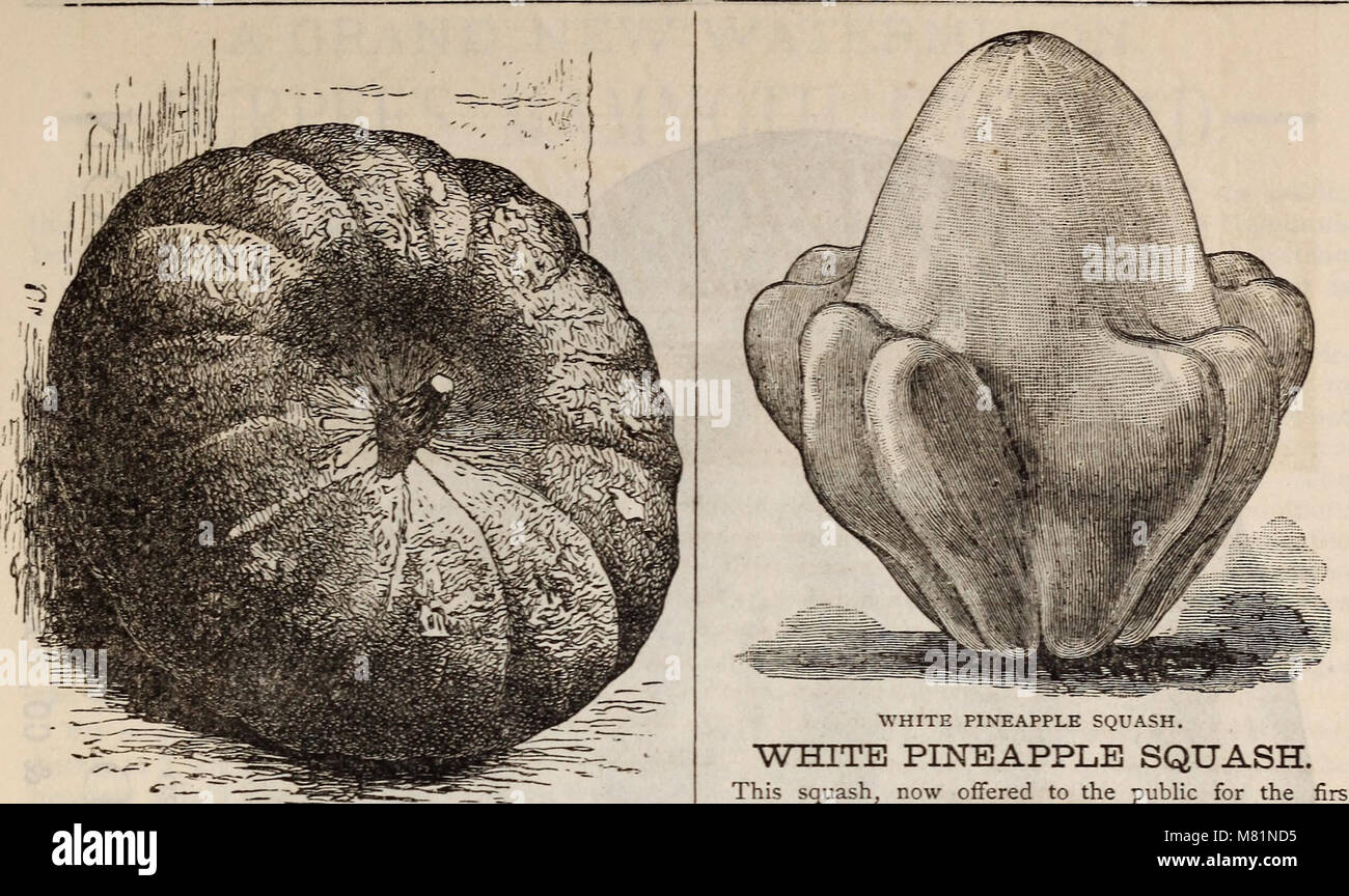 Burpees farm annual garden farm hi-res stock photography and images - Alamy