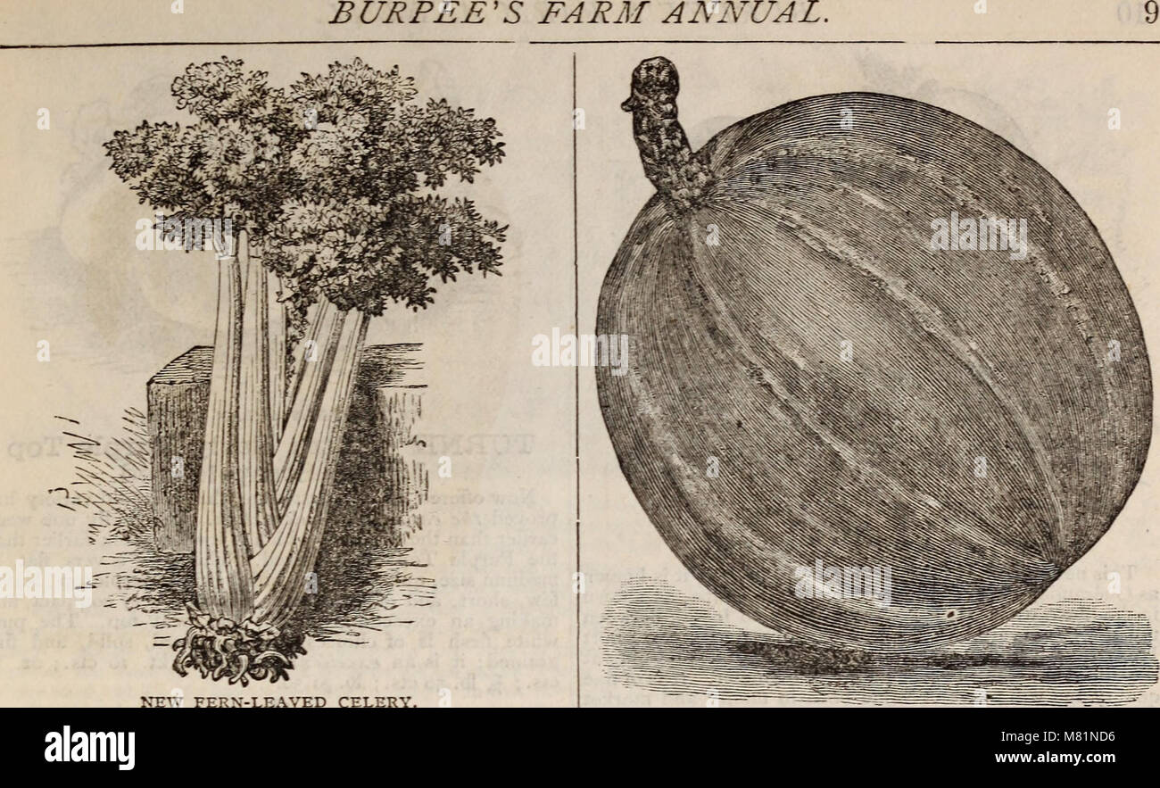 Burpee's farm annual - garden, farm, and flower seeds, thoroughbred ...