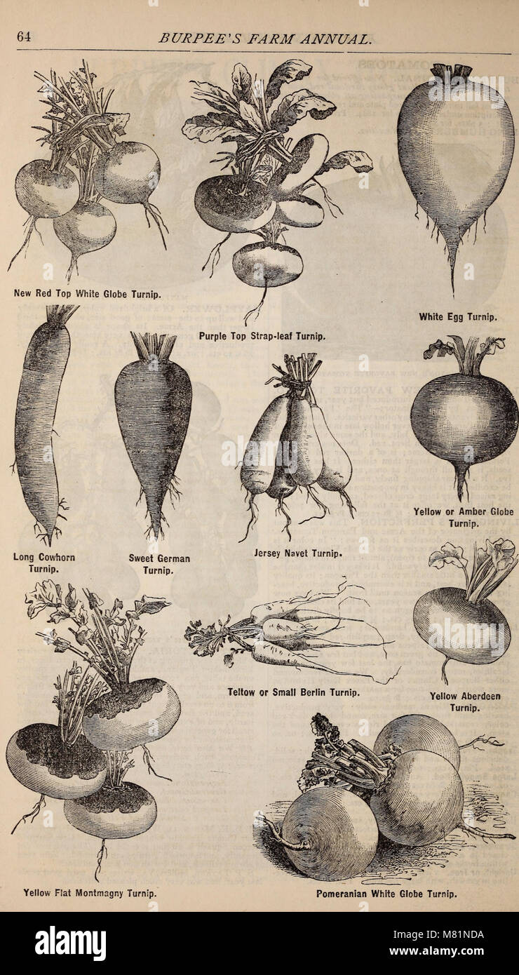 Burpee's farm annual - garden, farm, and flower seeds, thoroughbred ...