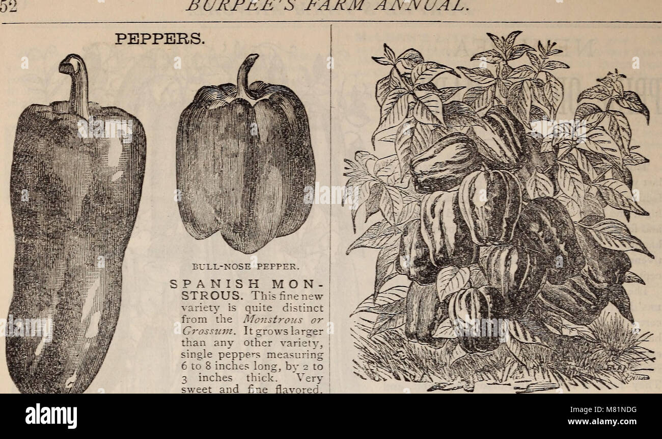 Burpee's farm annual - garden, farm, and flower seeds, thoroughbred ...