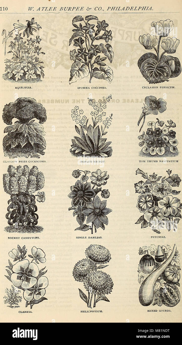 Burpee's farm annual - garden, farm, and flower seeds (1885 ...