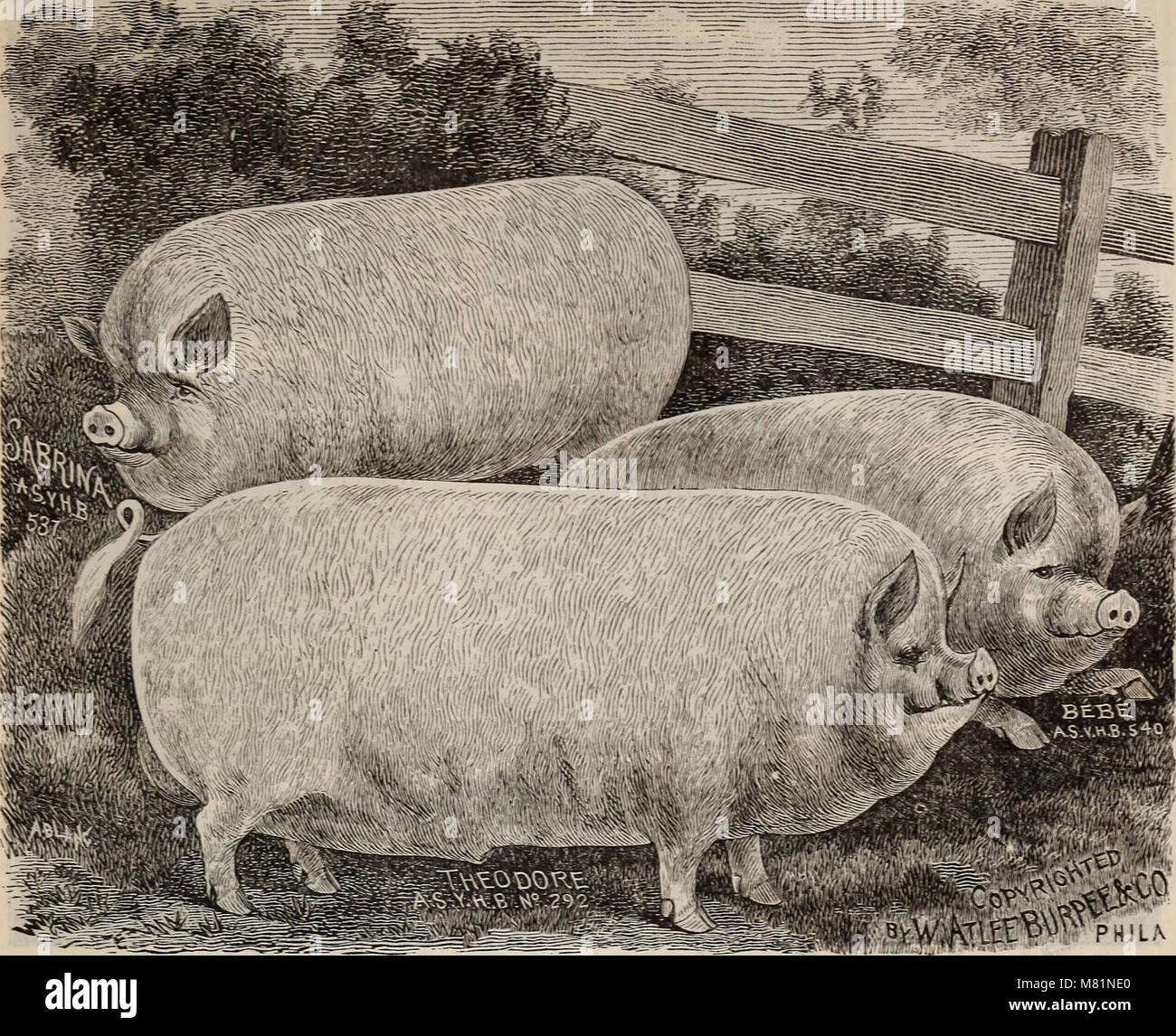 Burpees farm annual garden farm hi-res stock photography and images - Alamy