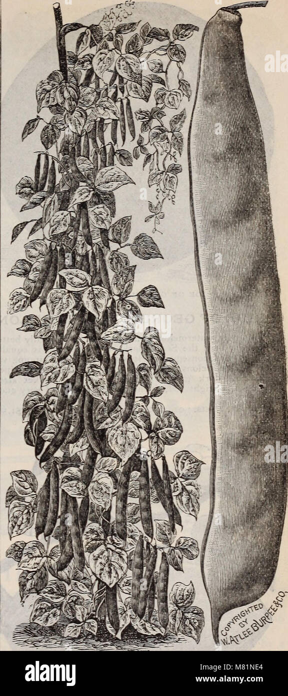 Burpee's farm annual - garden, farm, and flower seeds (1886 ...