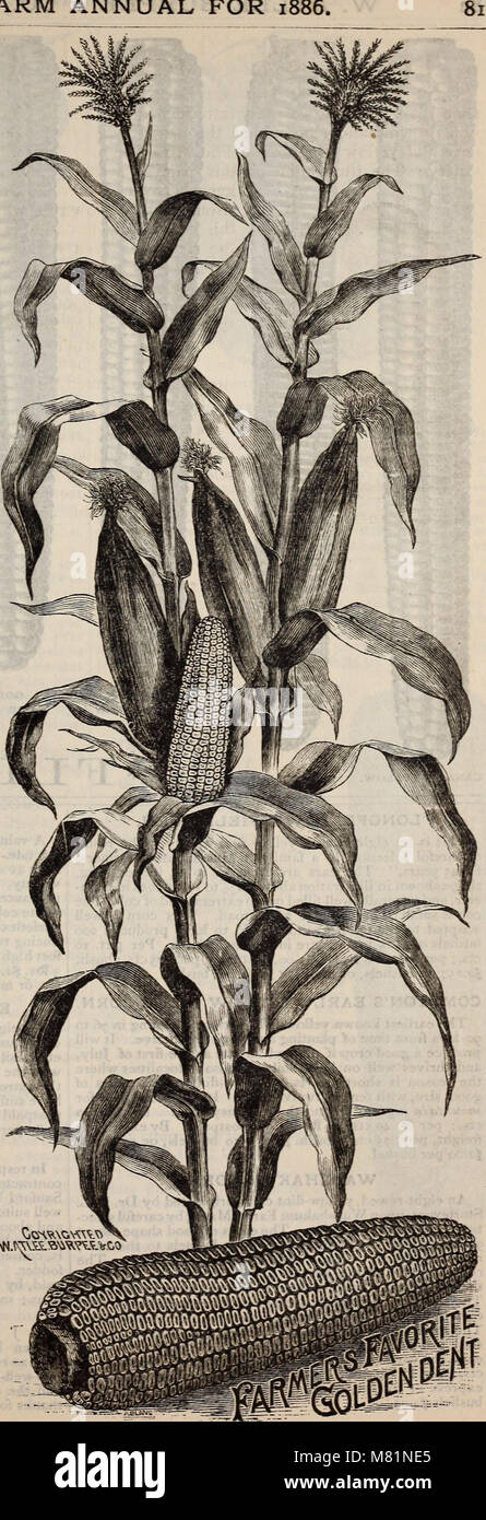 Burpee's farm annual - garden, farm, and flower seeds (1886 ...