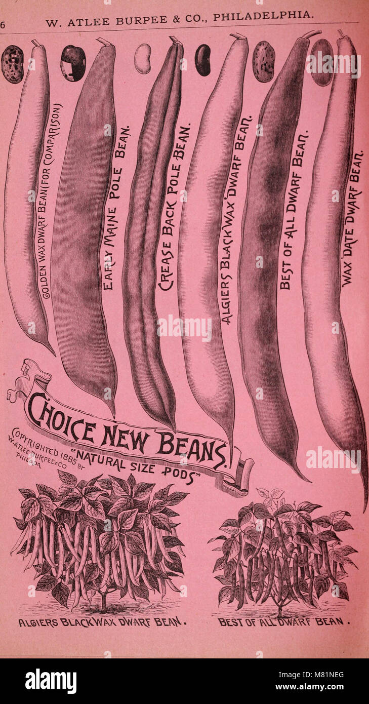 Burpee's farm annual - garden, farm, and flower seeds (1886 ...