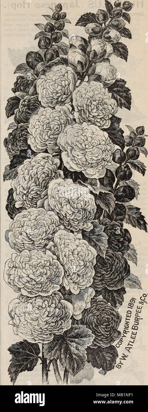 Burpees farm annual best seeds hi-res stock photography and images - Alamy