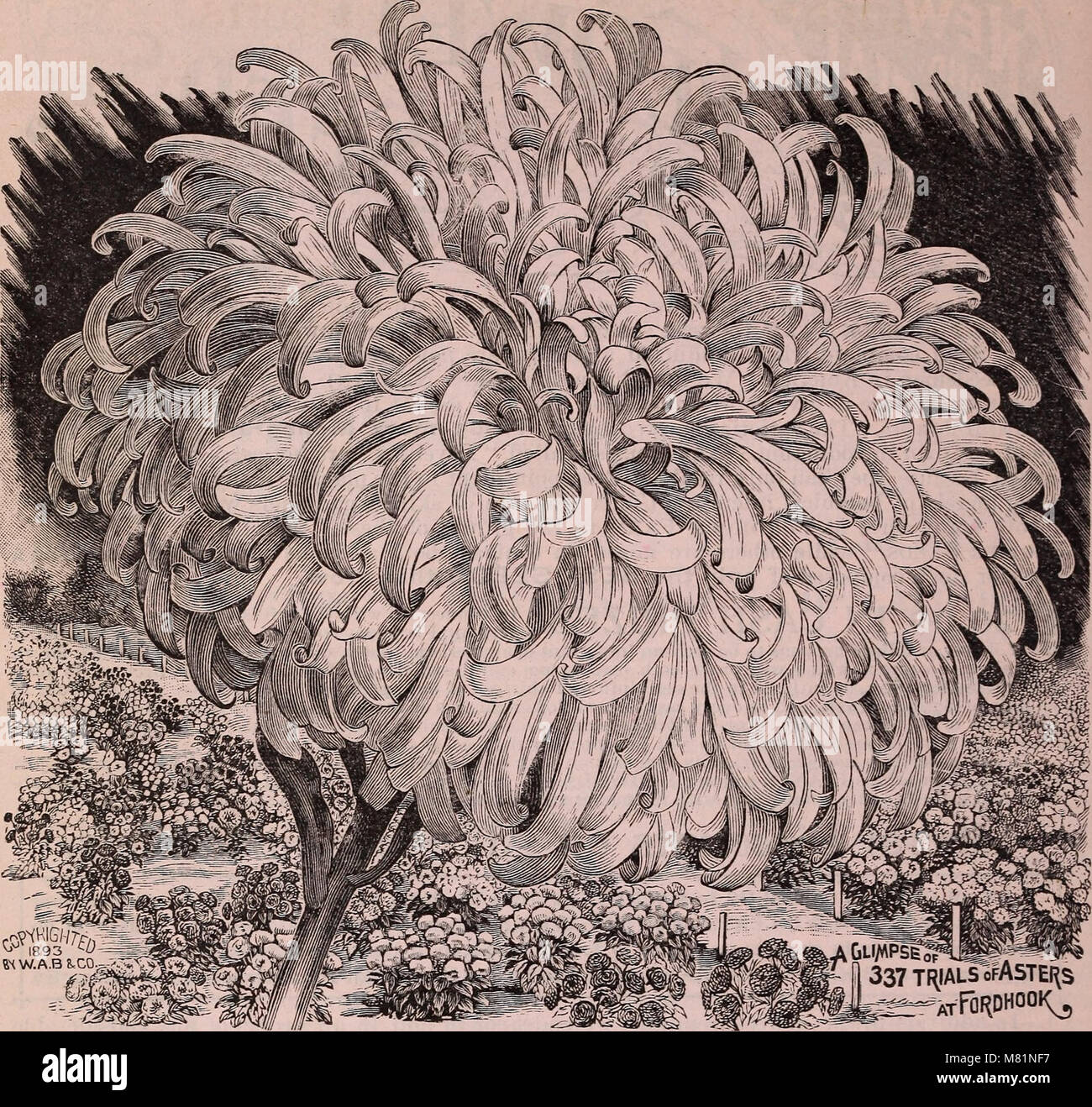 Burpee's farm annual - the best seeds that grow including rare ...