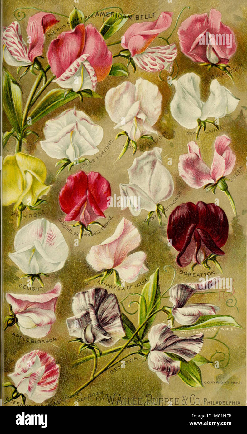 Burpee's farm annual 1894 (1894) (20501673412 Stock Photo - Alamy
