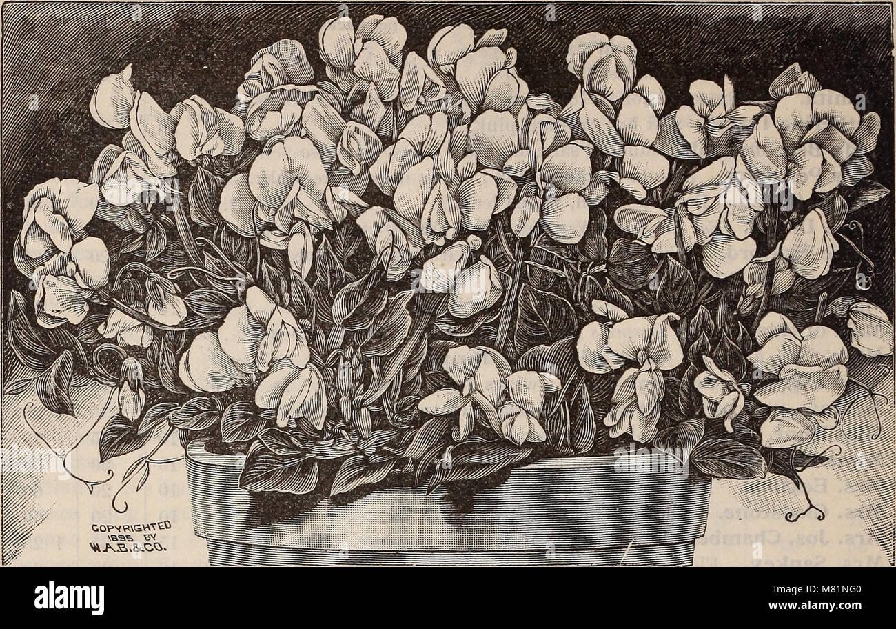 Burpee's farm annual written at Fordhook Farm (1897) (20359566948 Stock ...