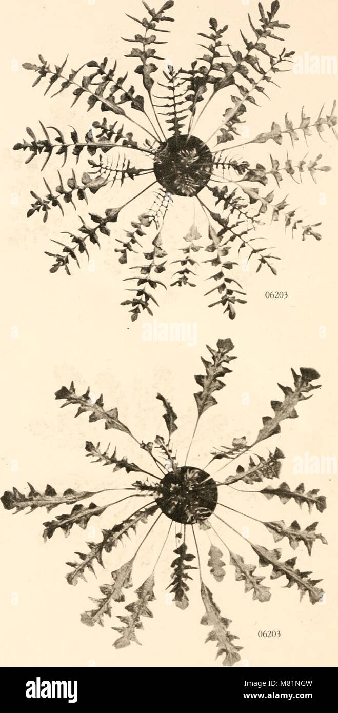 This 1909 study focuses on the biotypes and hybrid varieties of the ...