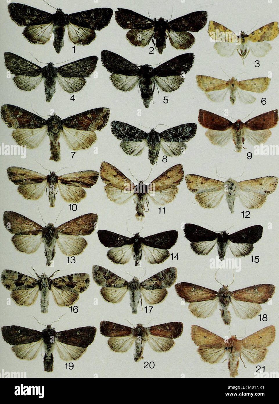Butterflies and moths of Newfoundland and Labrador - the ...