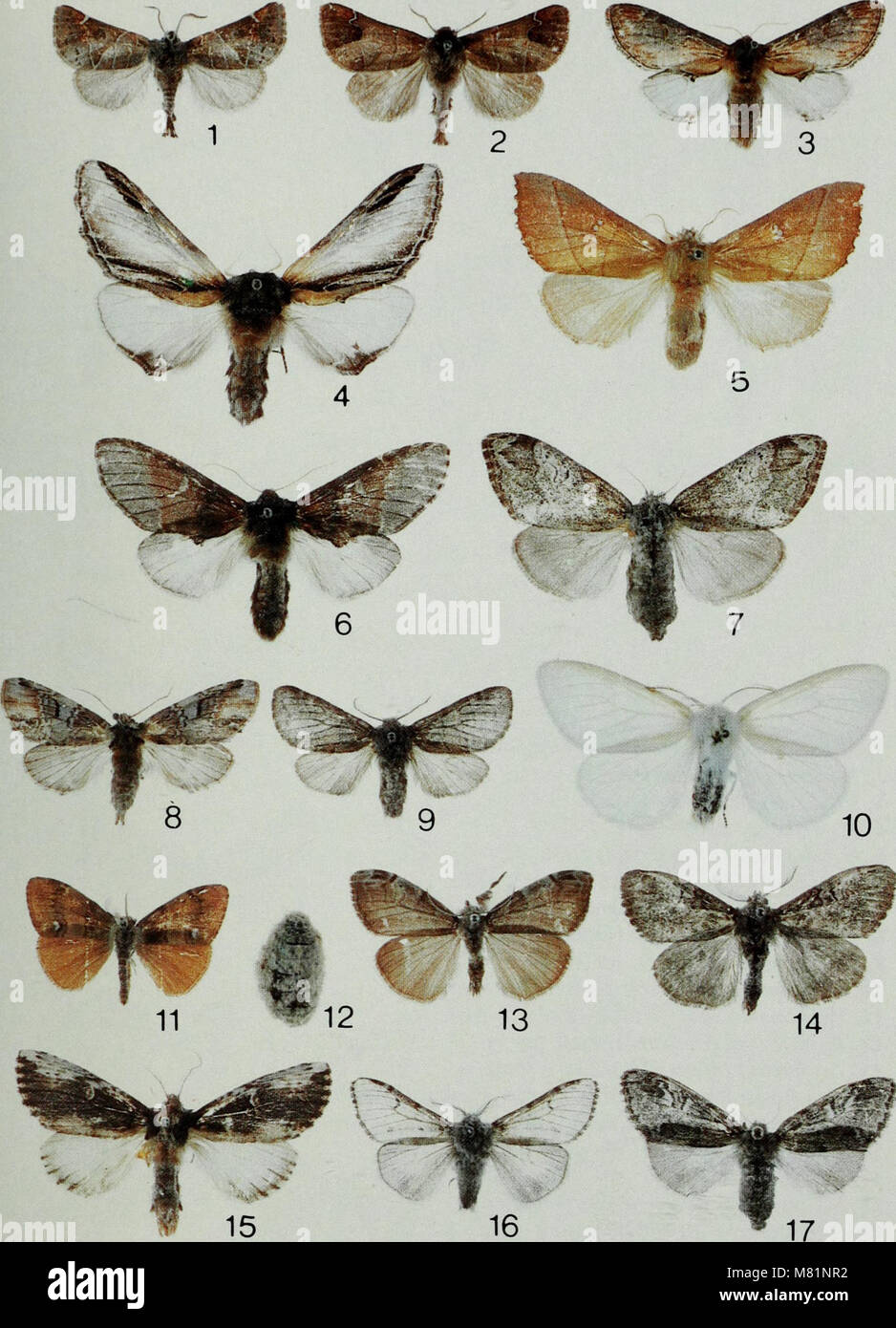 'Butterflies and Moths of Newfoundland and Labrador' (1980) focuses on ...