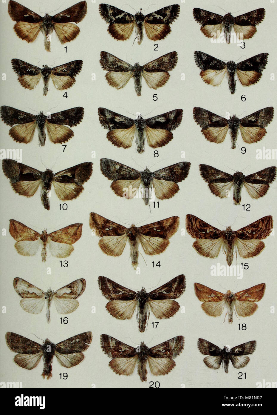 This 1980 study focuses on the macrolepidoptera, or large butterflies ...