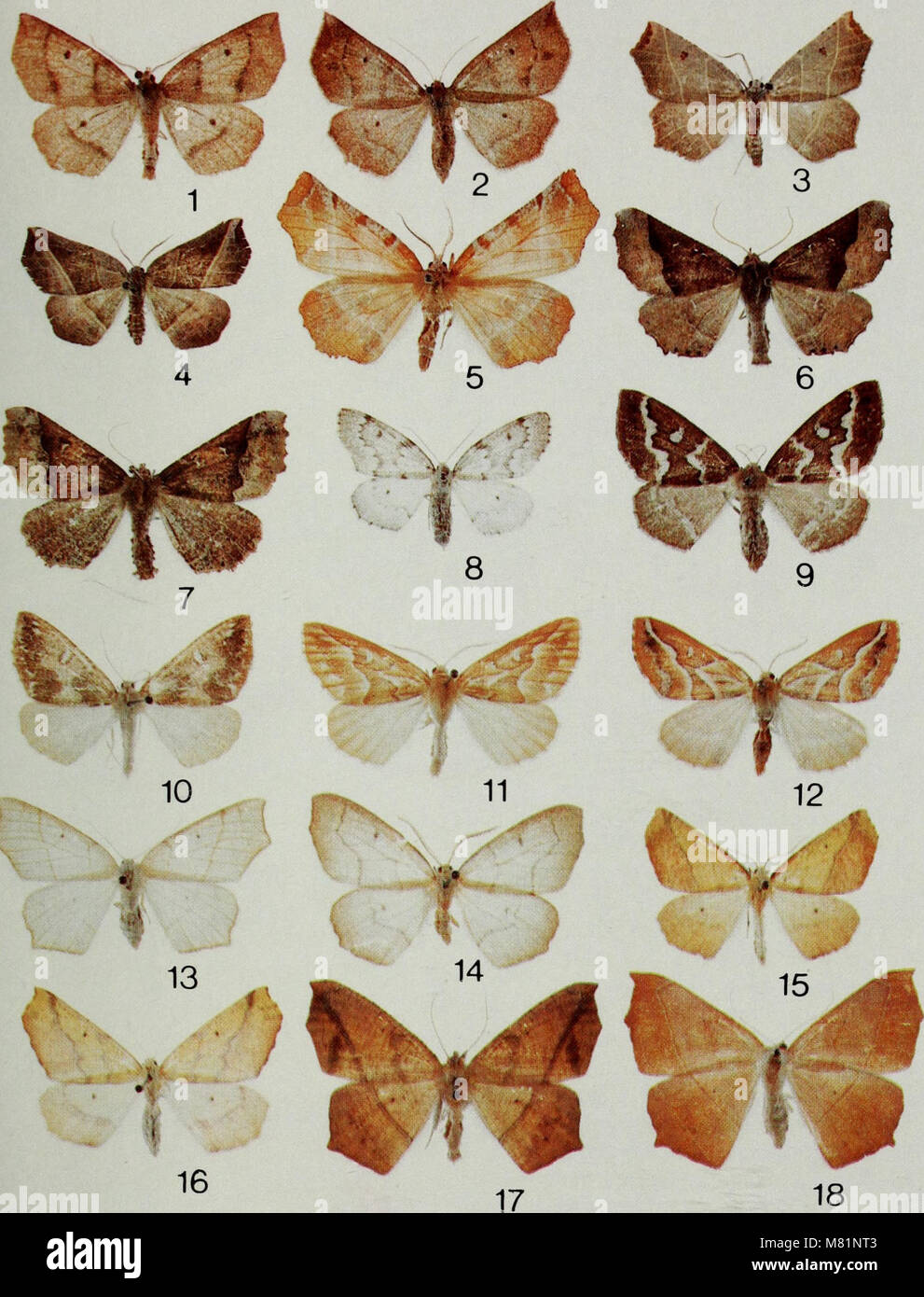 Butterflies and moths of Newfoundland and Labrador - the ...