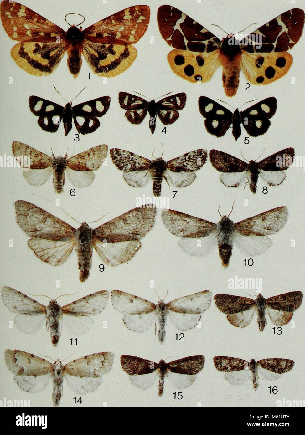 The 1980 book 'Butterflies and Moths of Newfoundland and Labrador ...