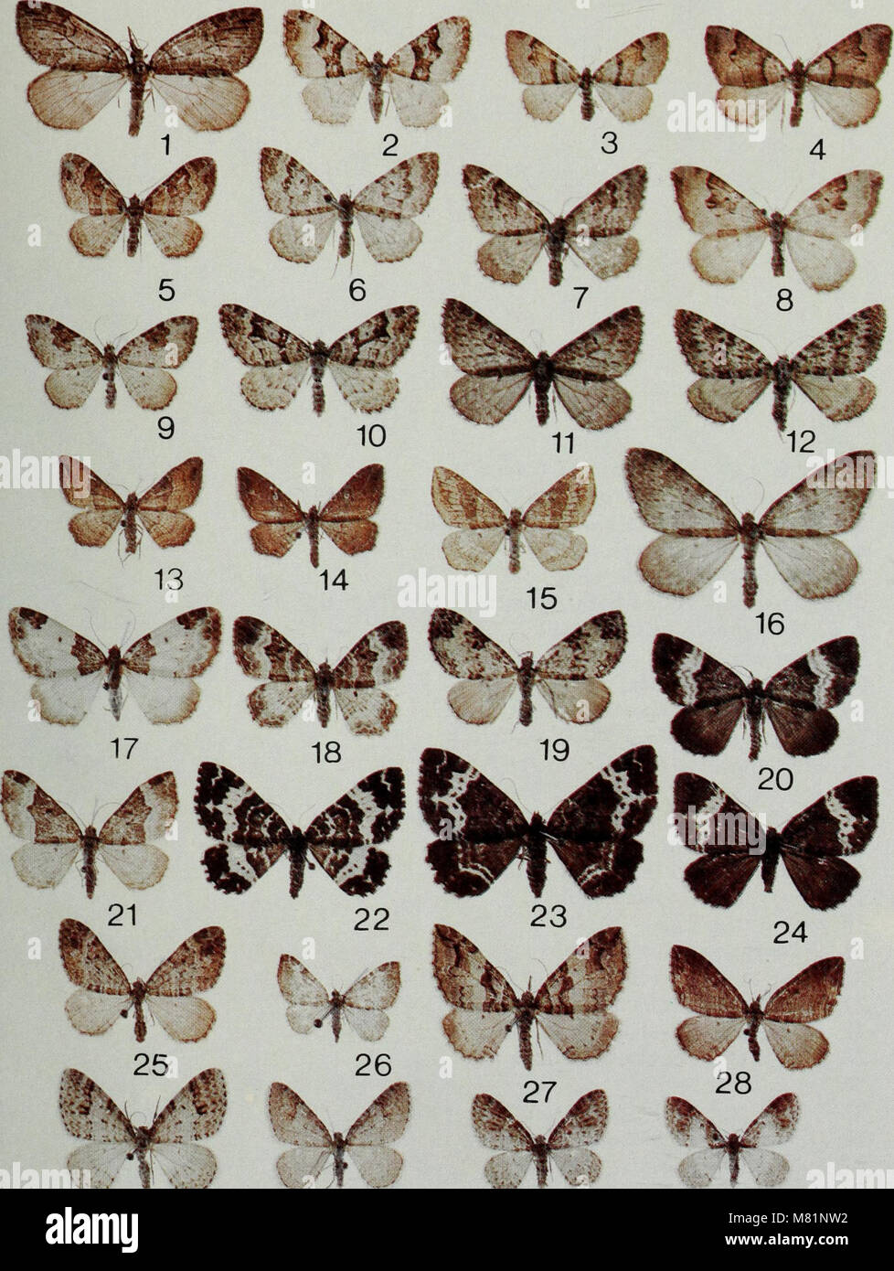 Butterflies and moths of Newfoundland and Labrador - the ...