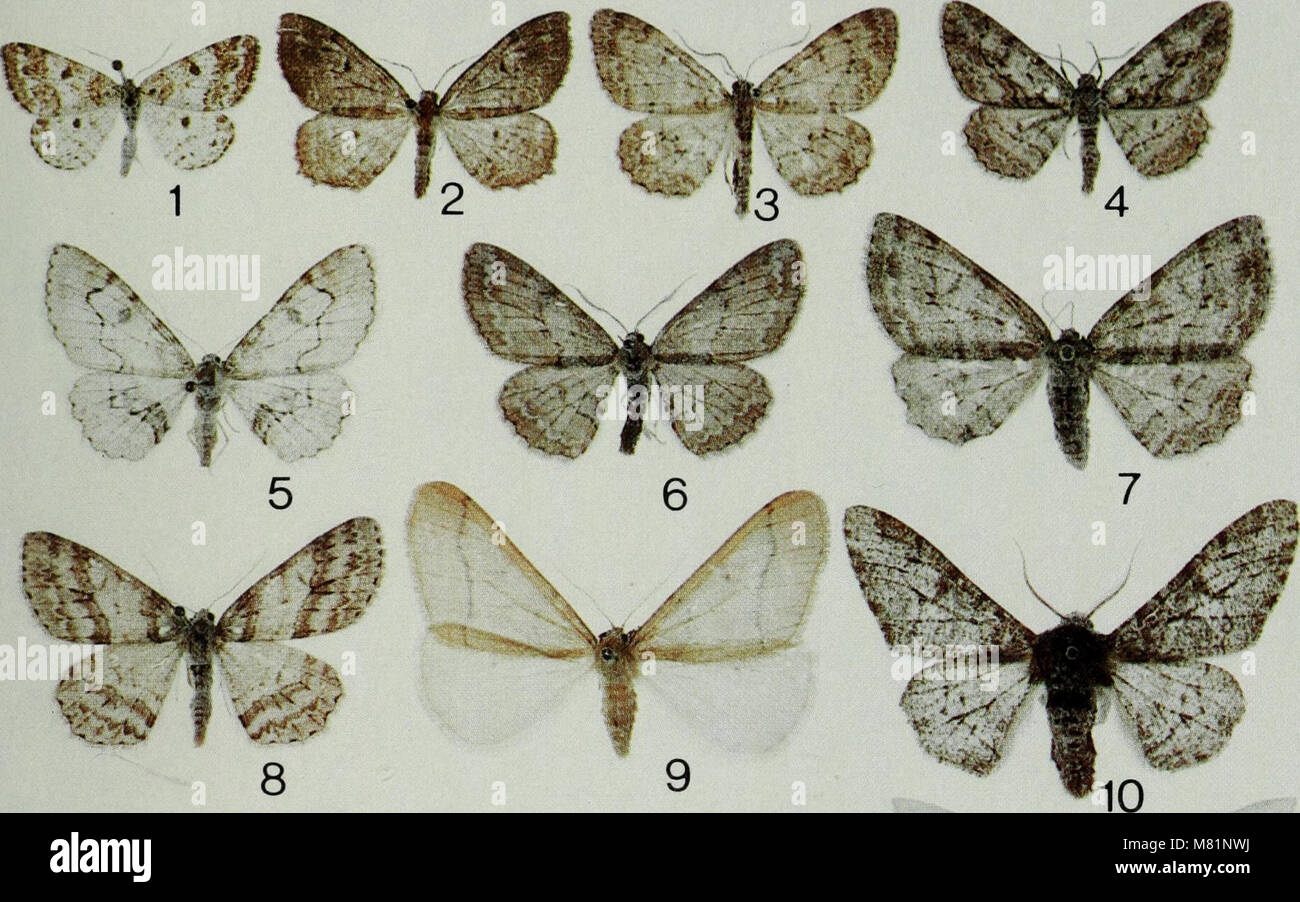 Butterflies and moths of Newfoundland and Labrador - the ...