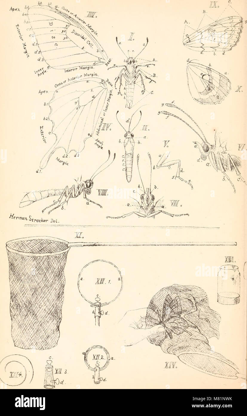 Butterflies and moths of North America, with full instructions for ...