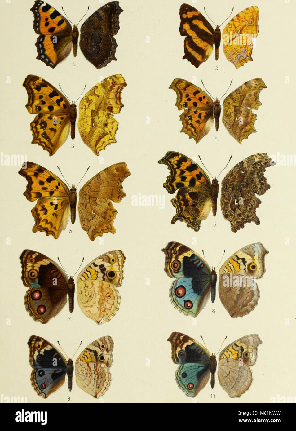 This 1892 work focuses on butterflies native to China, Japan, and Korea ...
