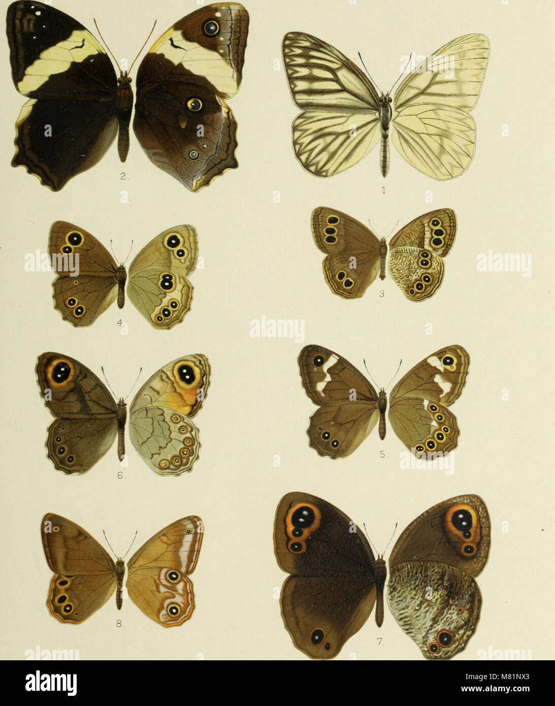 This 1892 work documents various butterfly species native to China ...