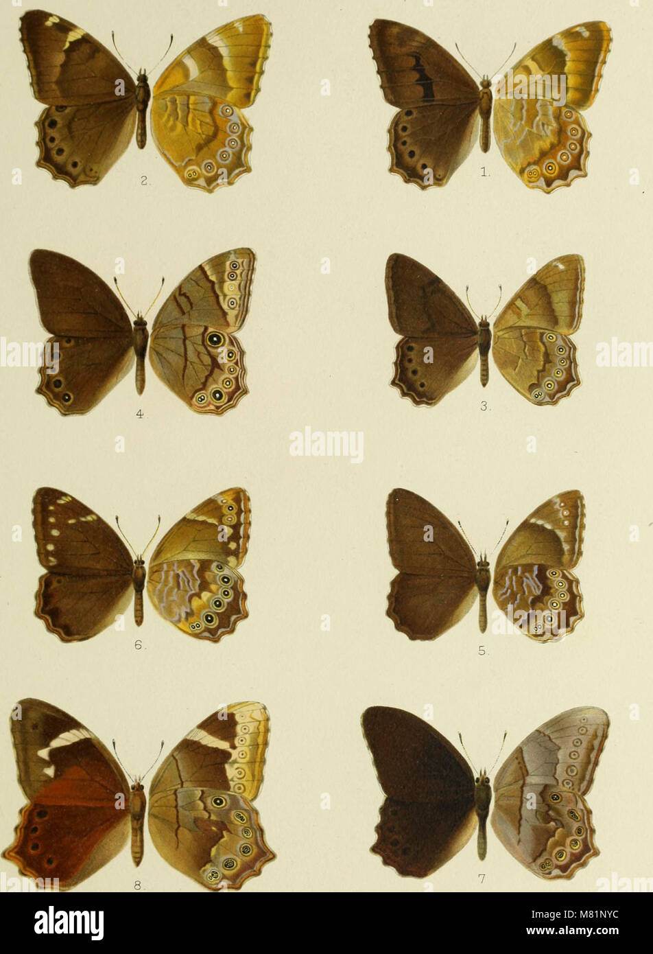This 1892 work focuses on the identification and classification of ...
