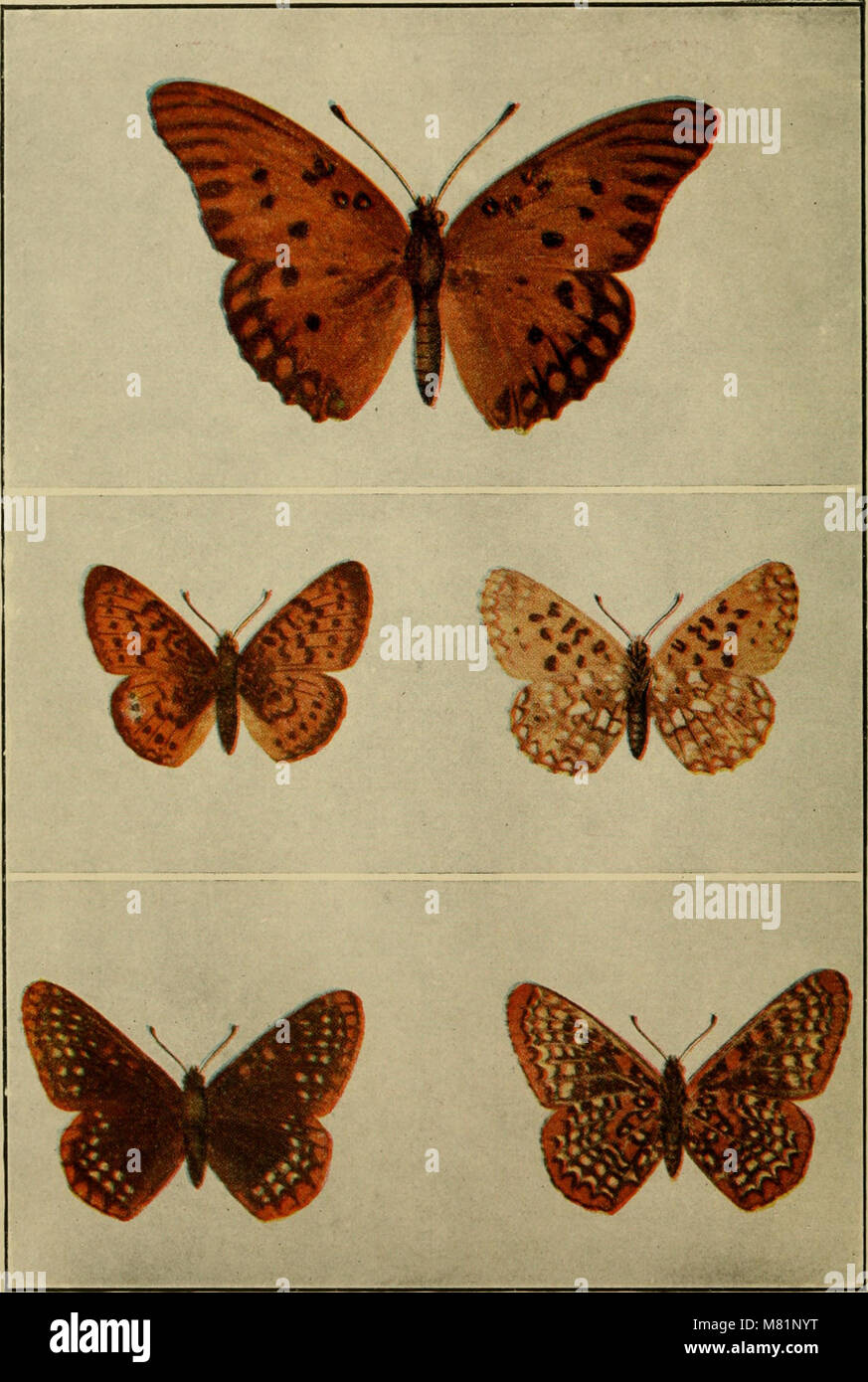 *Butterflies Worth Knowing*, published in 1923, is a guide to ...