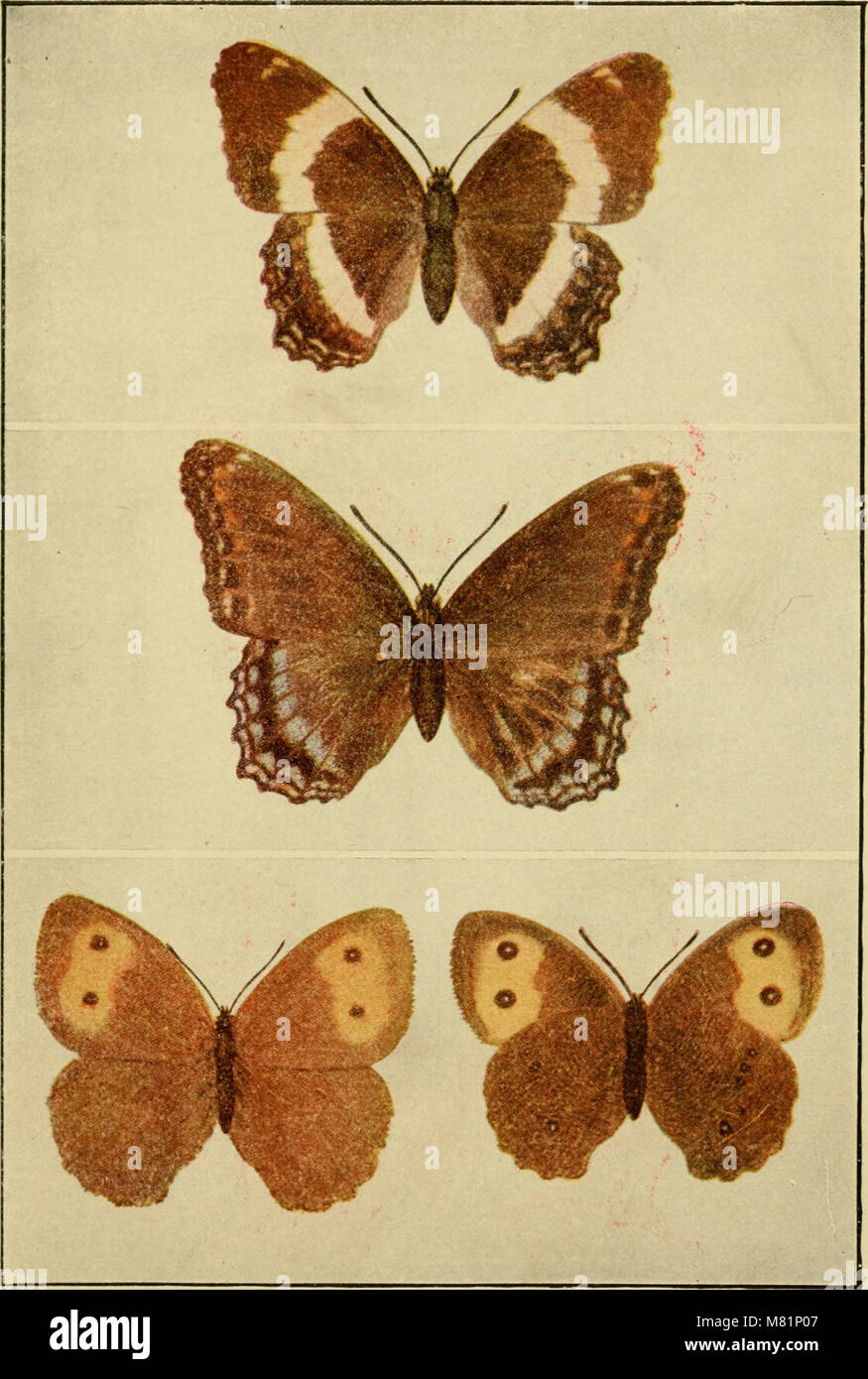 Published in 1923, this work offers a guide to butterflies, focusing on ...