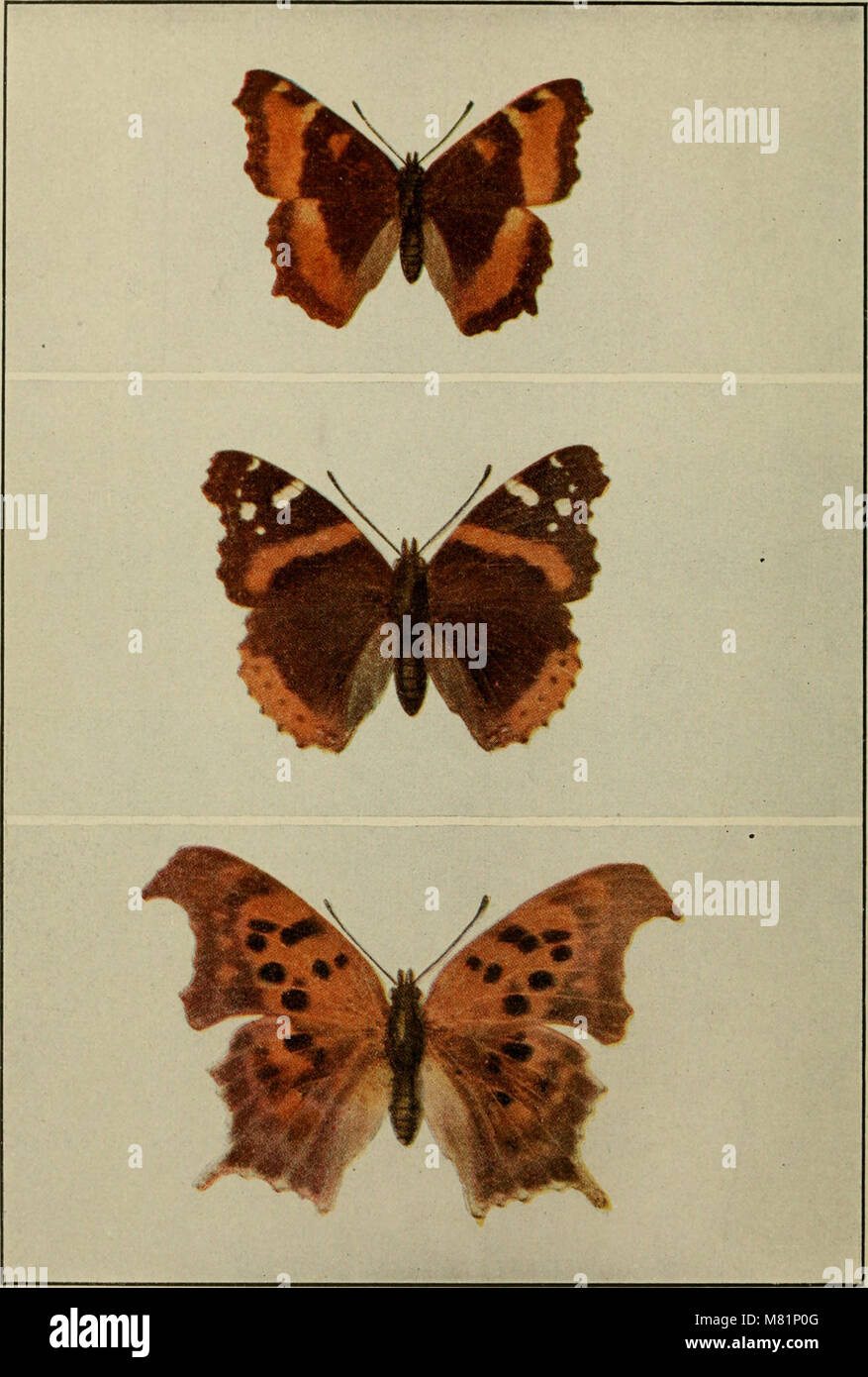 Published in 1923, 'Butterflies Worth Knowing' provides insights into ...