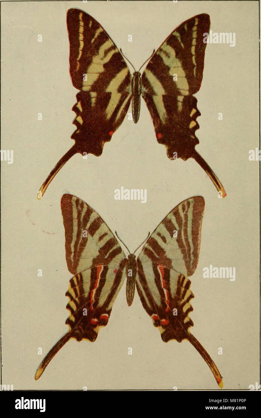 *Butterflies Worth Knowing* (1923) is an informative guide detailing ...