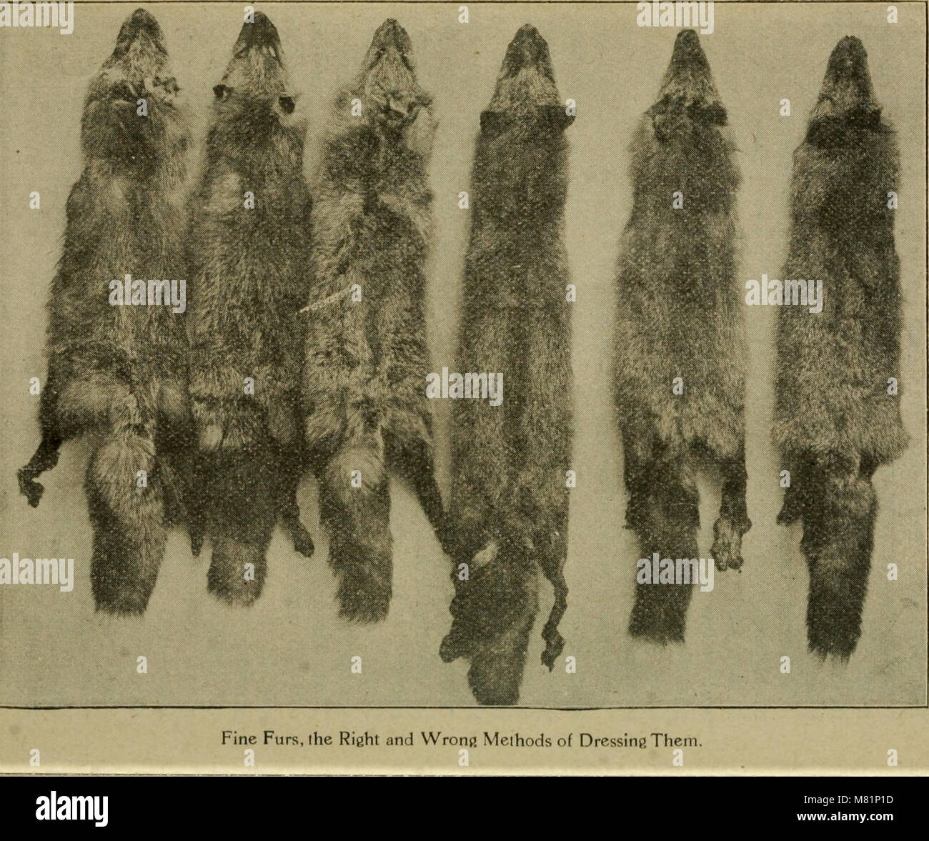 Buzzacott's Masterpiece (1913) showcases the exceptional work of ...