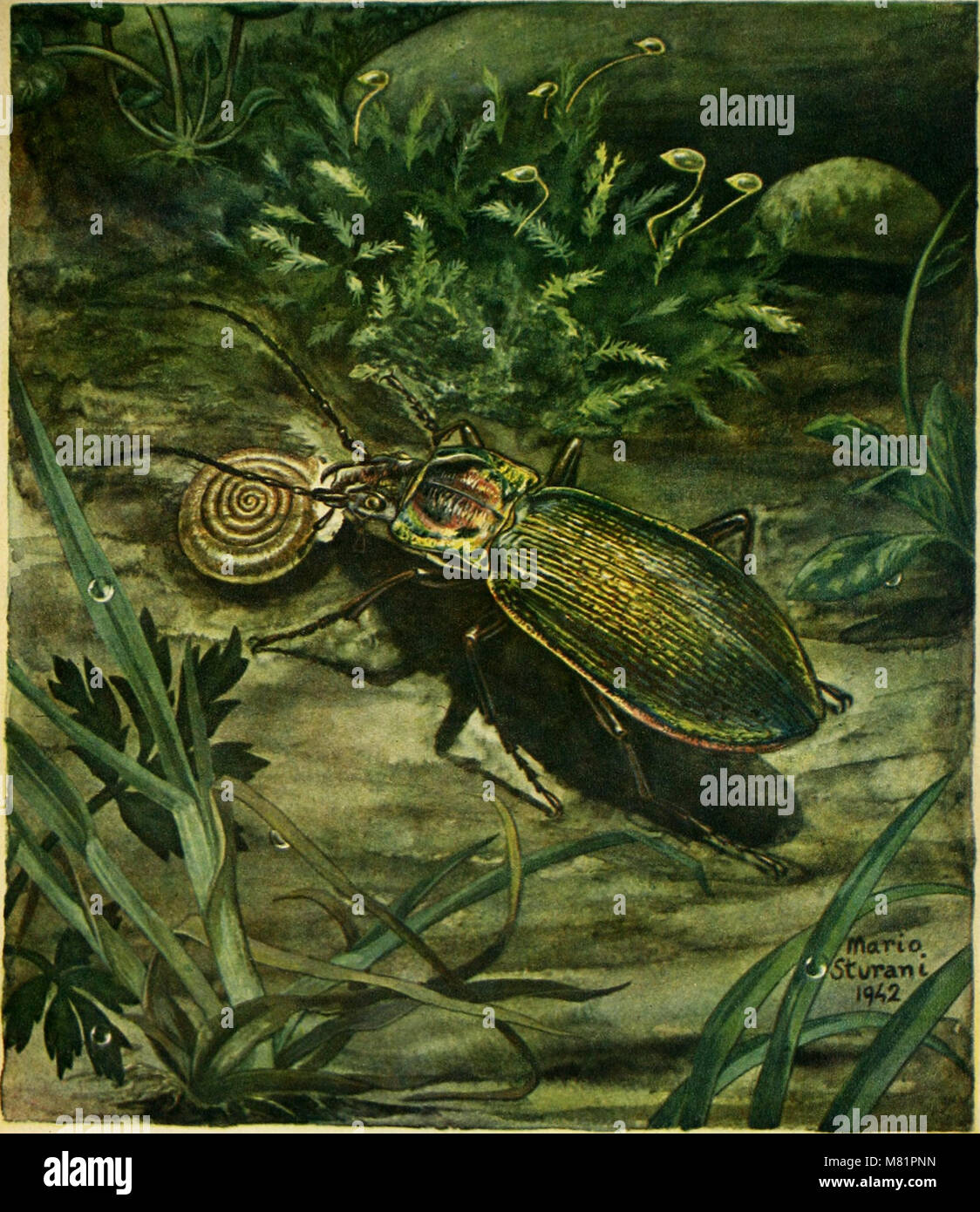 Caccia grossa fra le erbe (1942) (20325237669 Stock Photo - Alamy