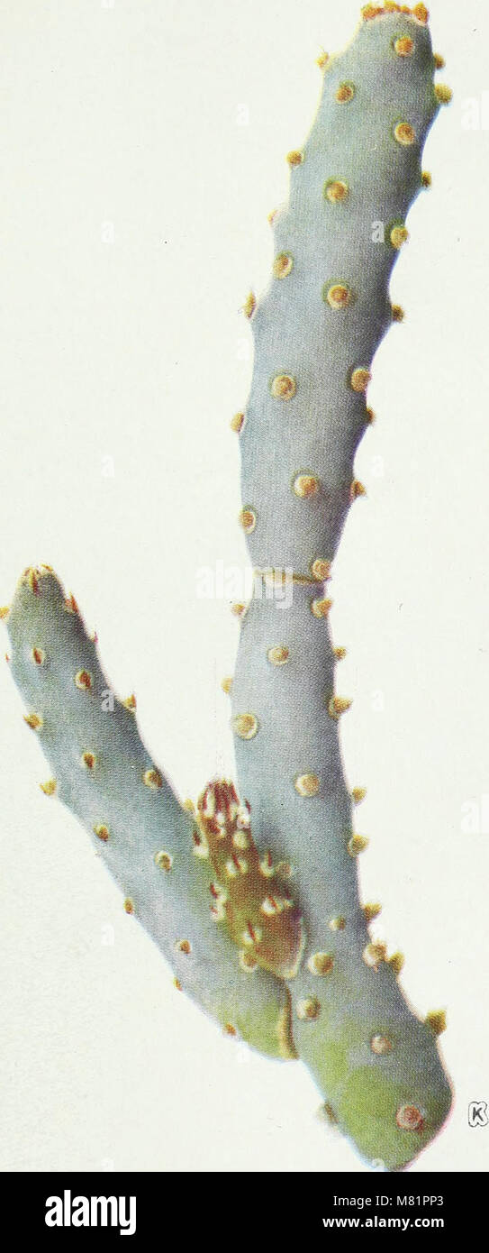 The 1929 book on Cacti offers a comprehensive guide to the ...
