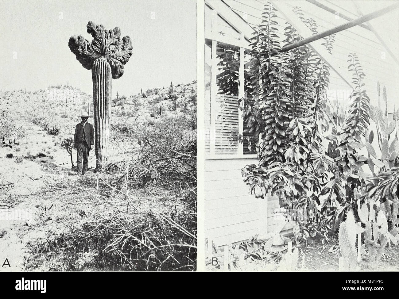 The 1929 book 'Cacti' provides a comprehensive guide to the study of ...